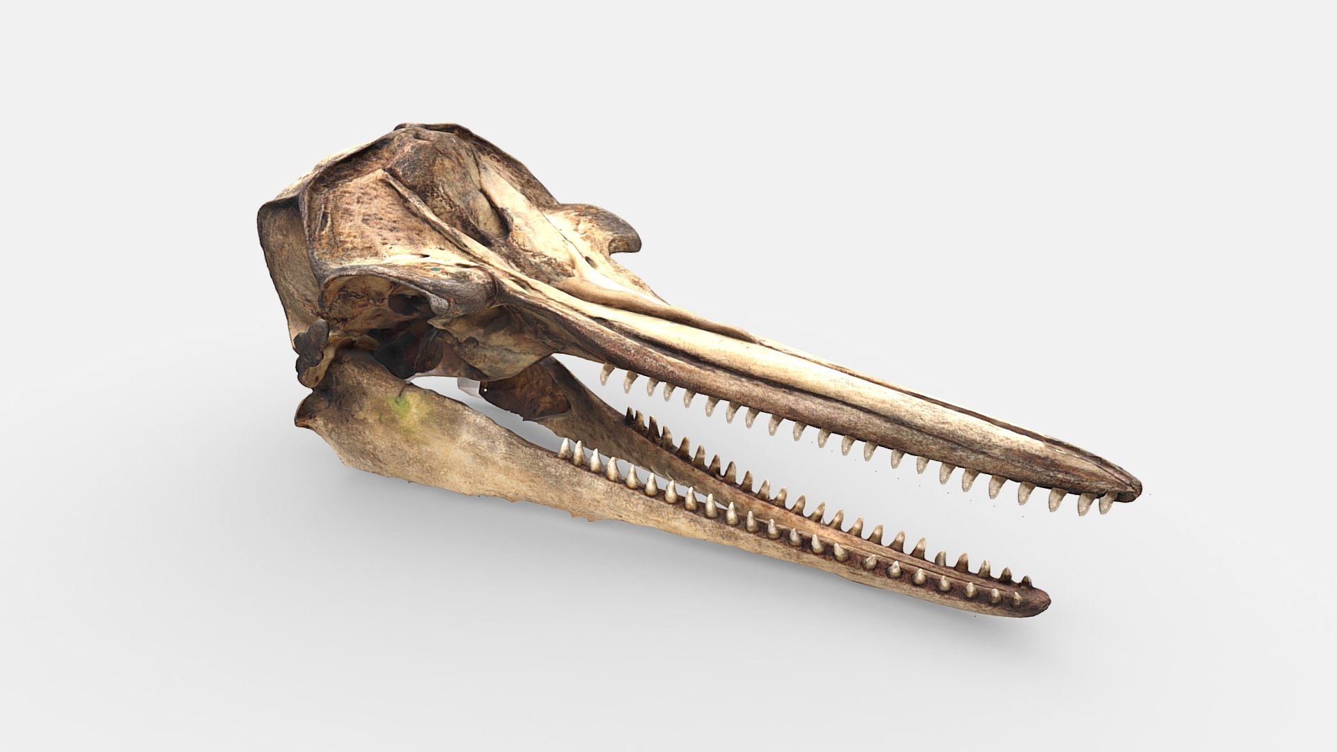 Dolphin Skull - Download Free 3D model by The Watt Institution ...