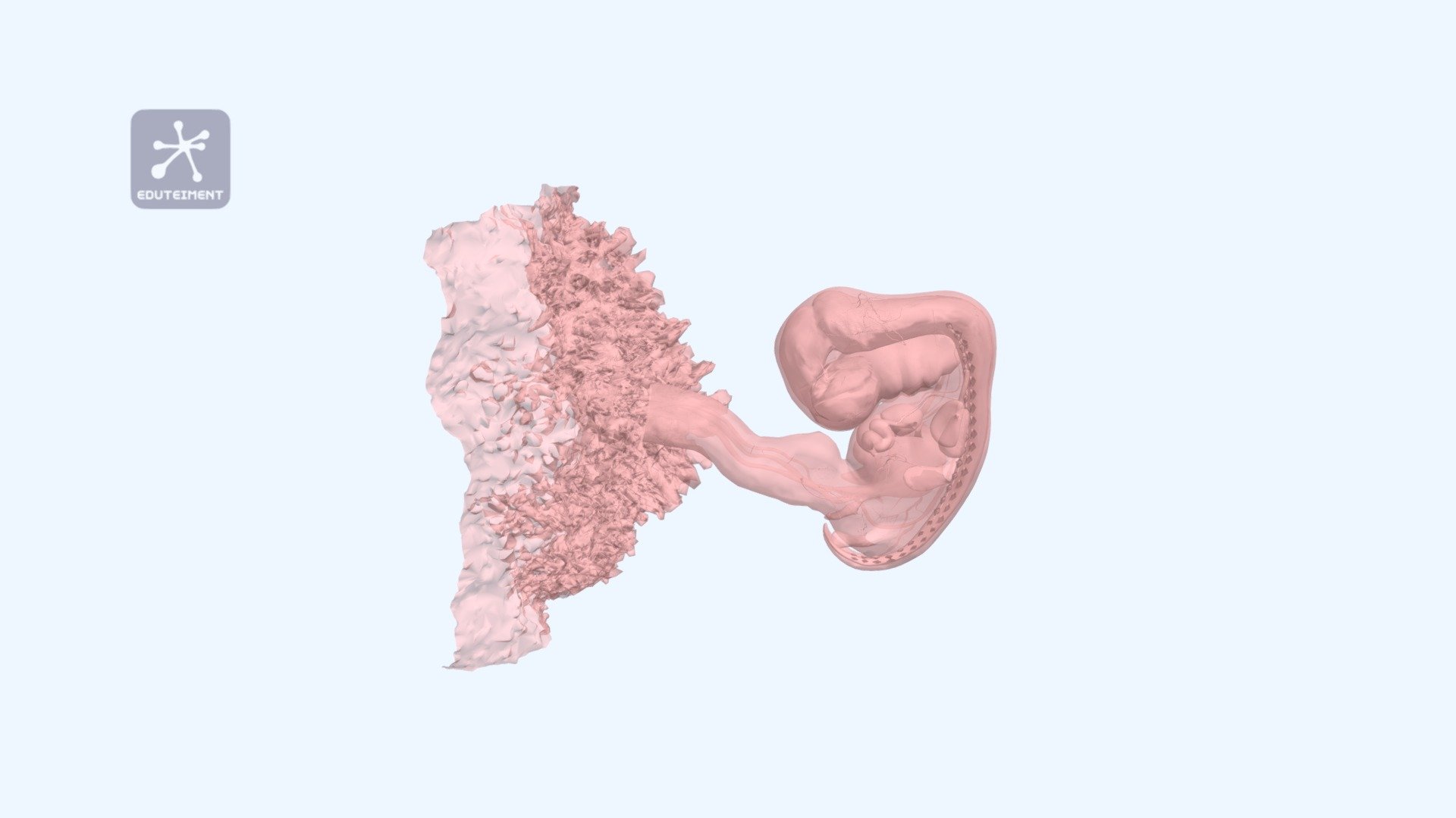 5 Week Fetus 2 - 3D model by Eduteiment (@camiloislas) [bc14244 ...