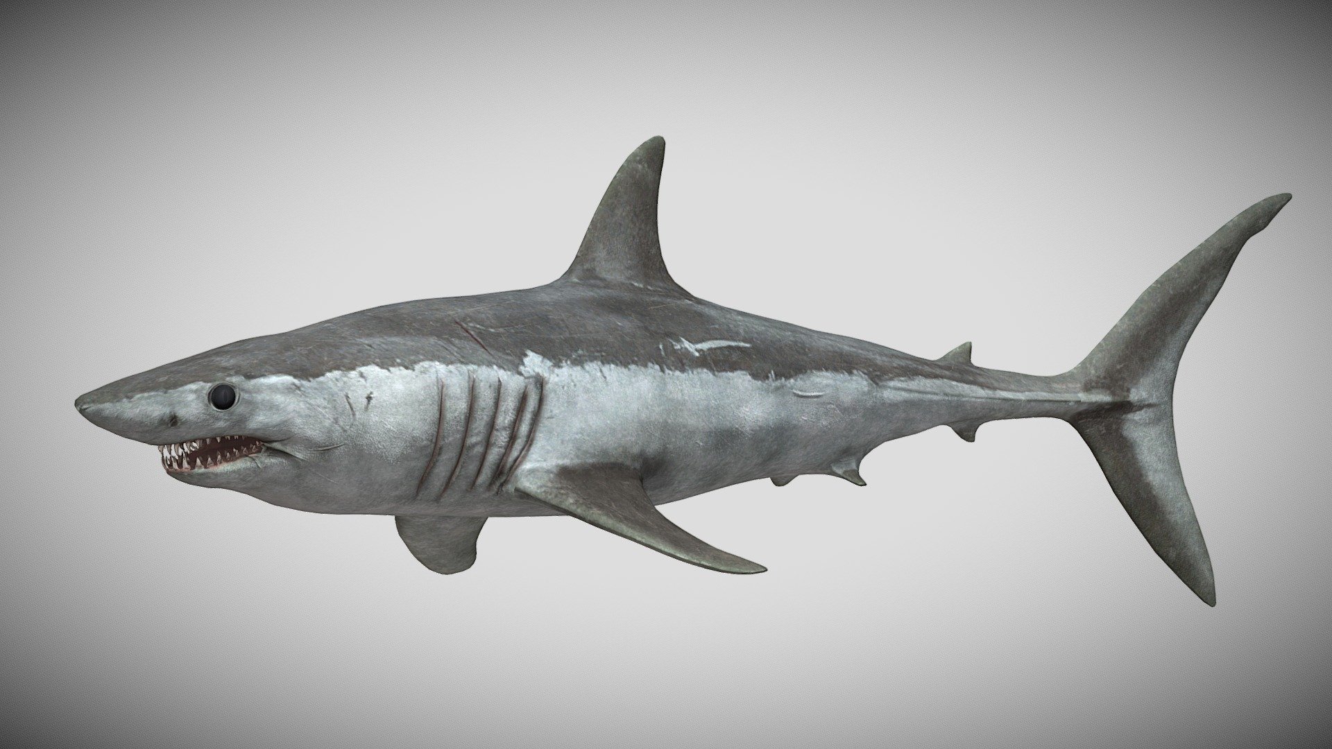 SharkBite 2's Shortfin Mako Shark - Download Free 3D model by ...