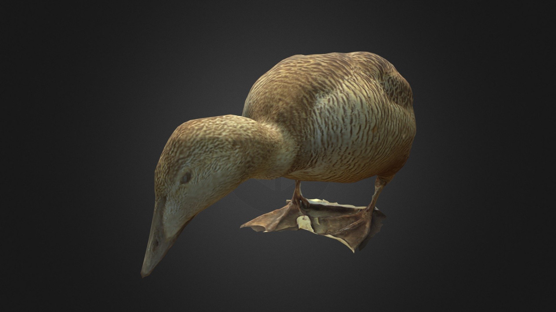 Haahka (Somateria mollissima ♀) - 3D model by VirtualOulu [bc22f9f ...