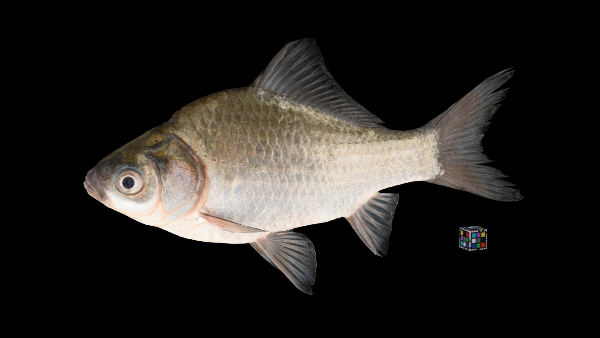 CC0 ゲンゴロウブナ 🐟 Japanese White Crucian Carp - Download Free 3D model by ...