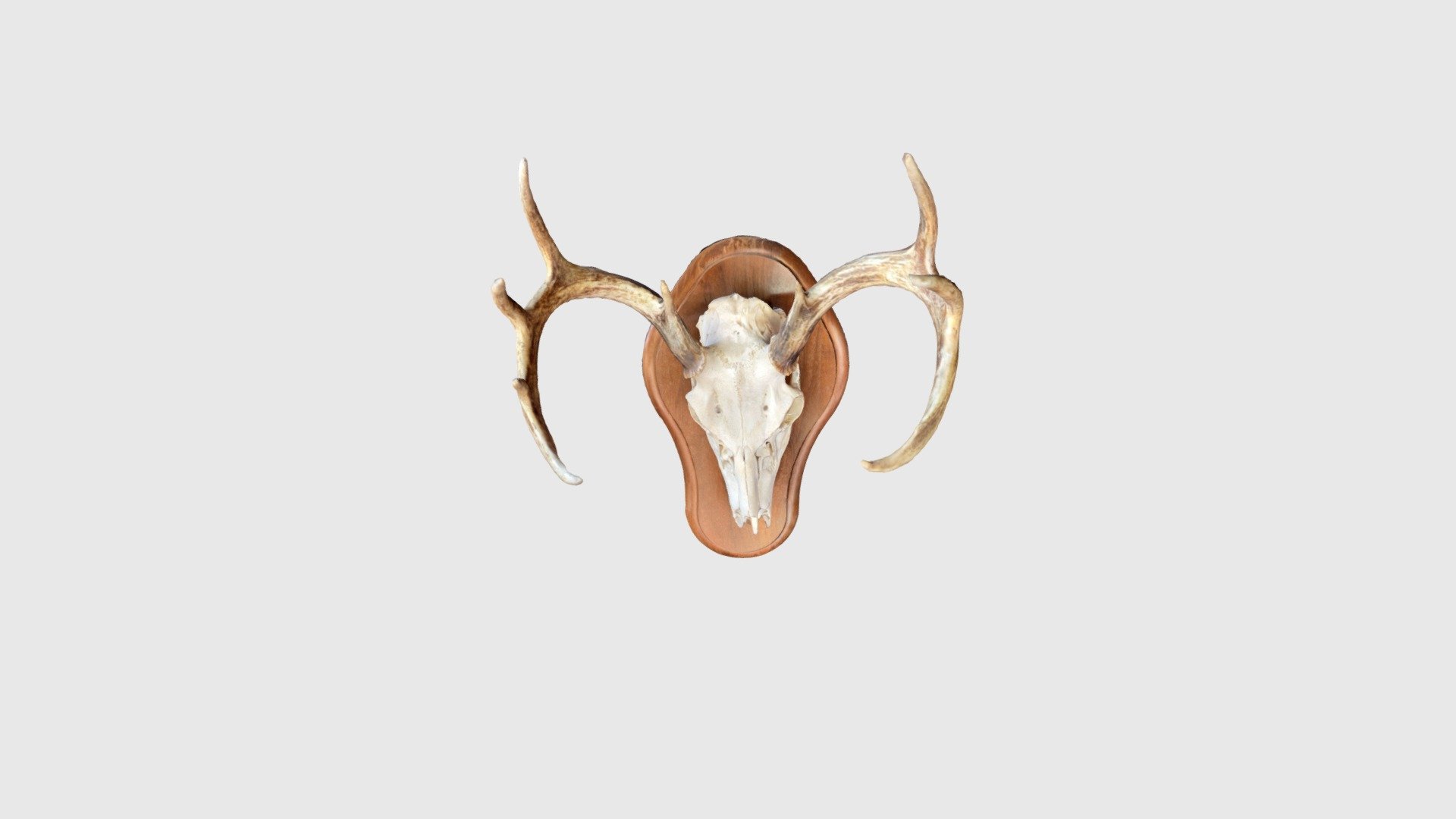 Deer skull Idyllwild thxgvng2023 - Download Free 3D model by TatankaNui ...