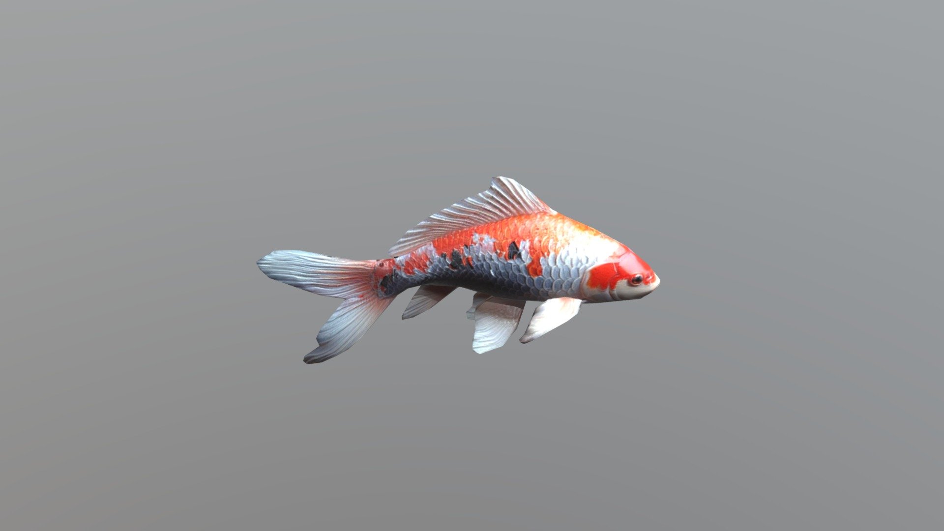 koi_fish - 3D model by Shemka23 [bc286c8] - Sketchfab
