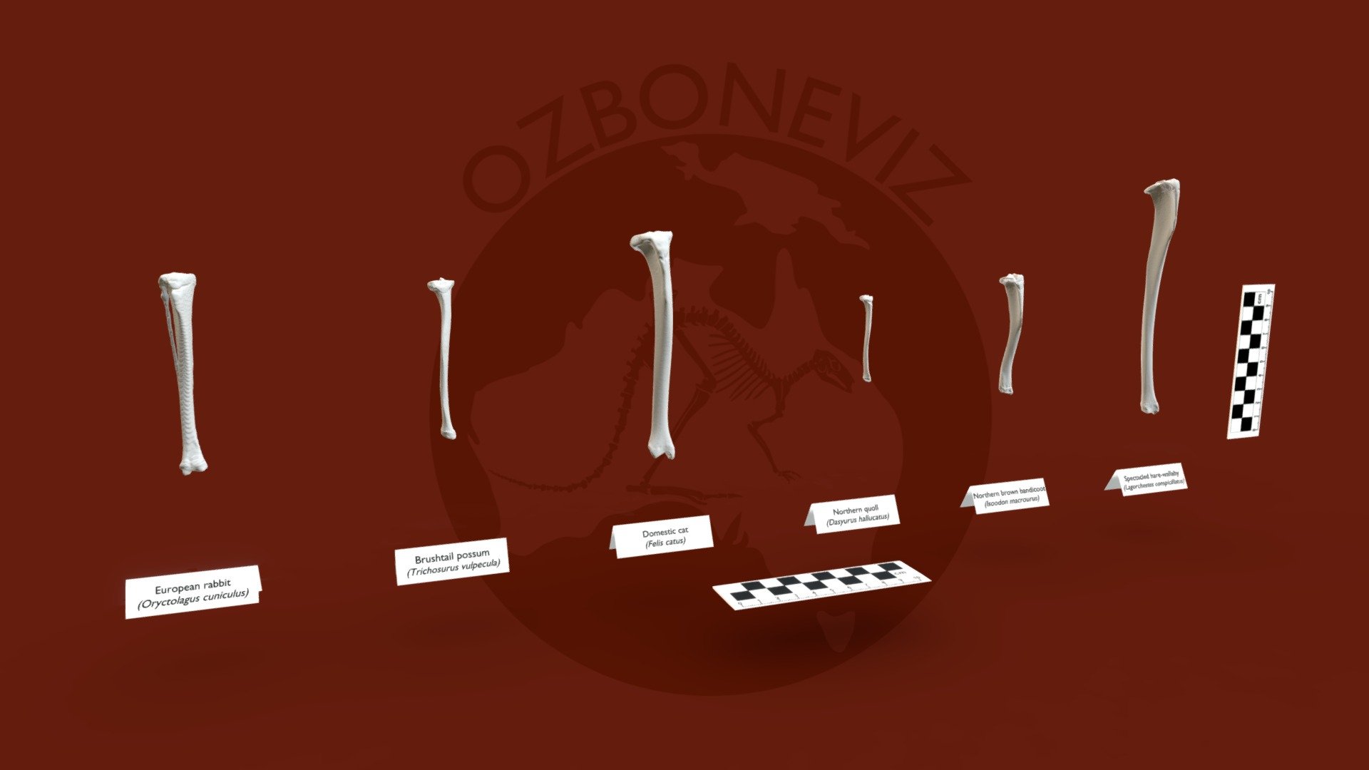 Small mammal tibia - 3D model by Ozboneviz [bc29e93] - Sketchfab
