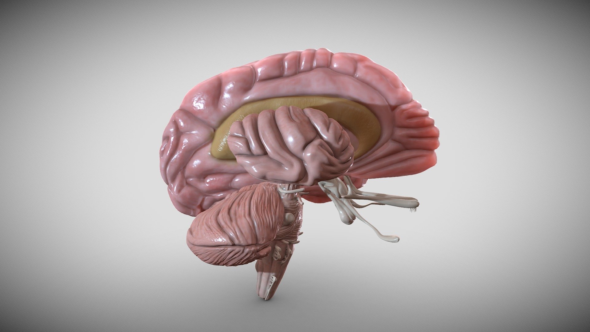 Adult Brain 3D Model By Education Resource Fund bobsmusail