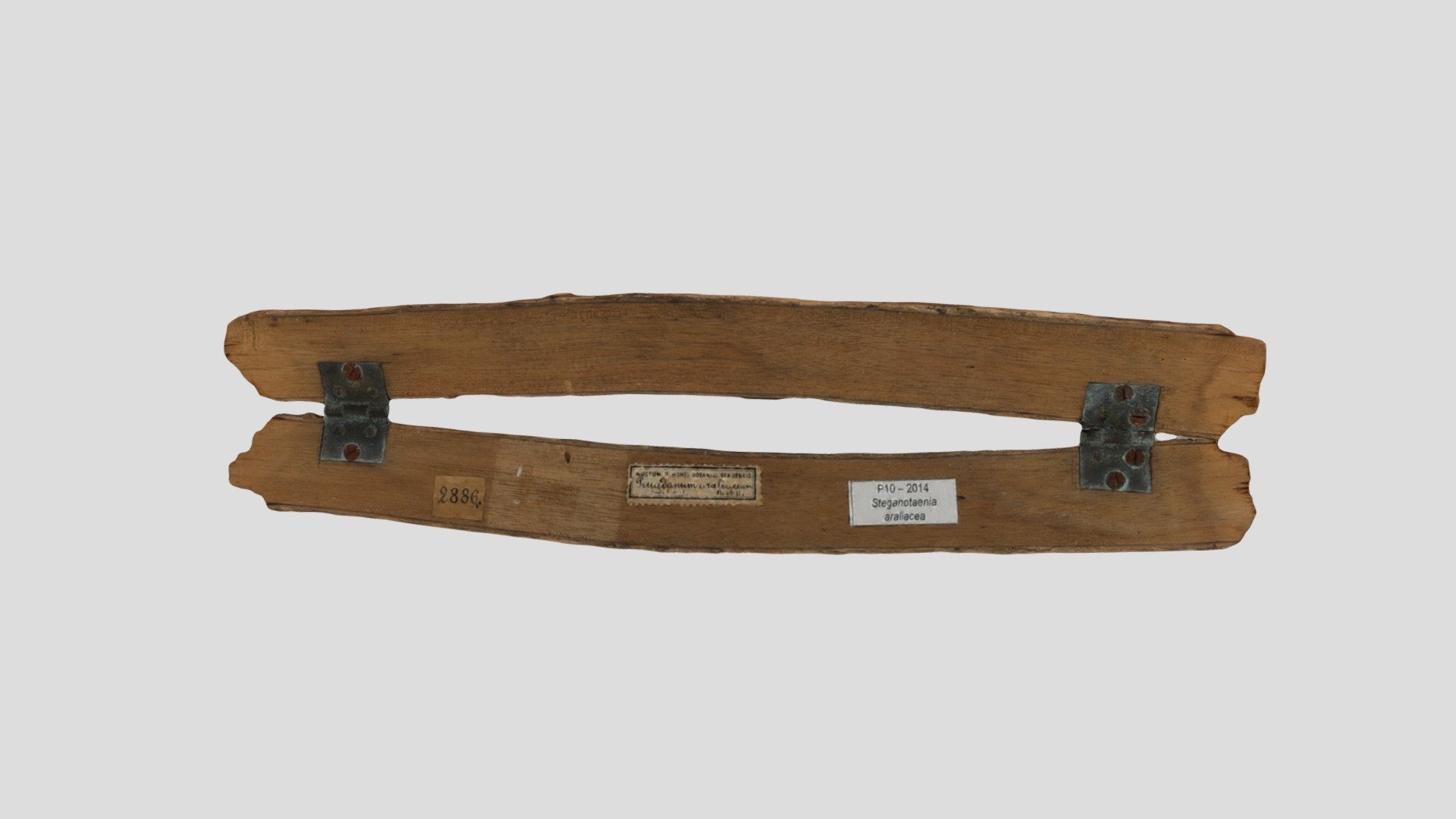 Wood Collection, Xylarium sample #8 - 3D model by SMA-UniGe [bc32a6a ...