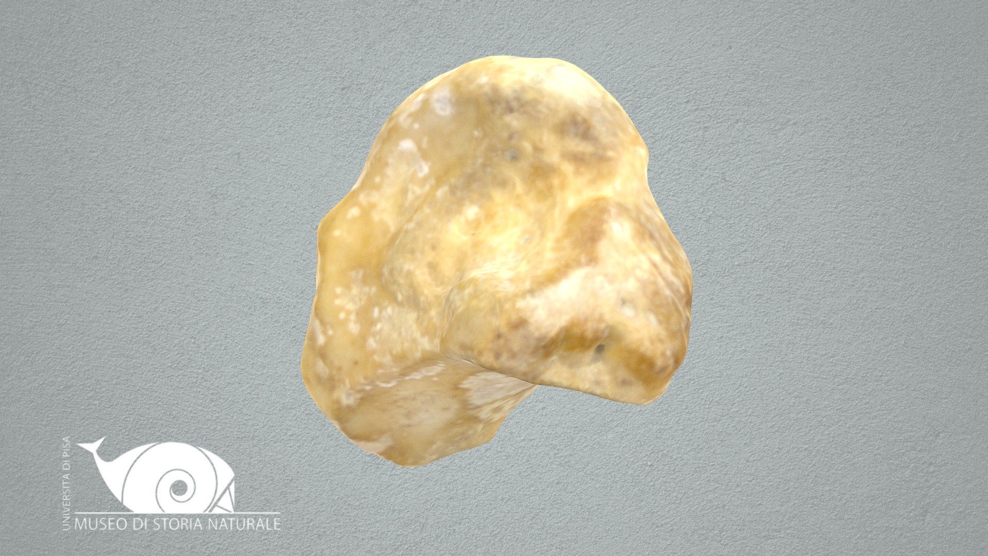Fossil brown bear (left capitate bone) - 3D model by Natural History ...