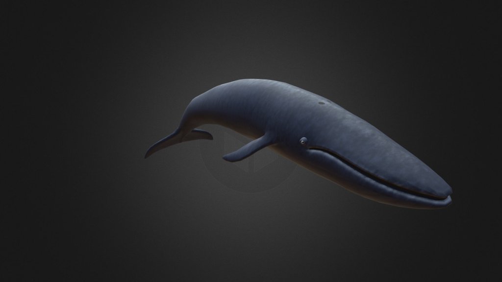 Moby Whale - 3D model by Ferran Duran (@ferranduran) [bc3611d] - Sketchfab