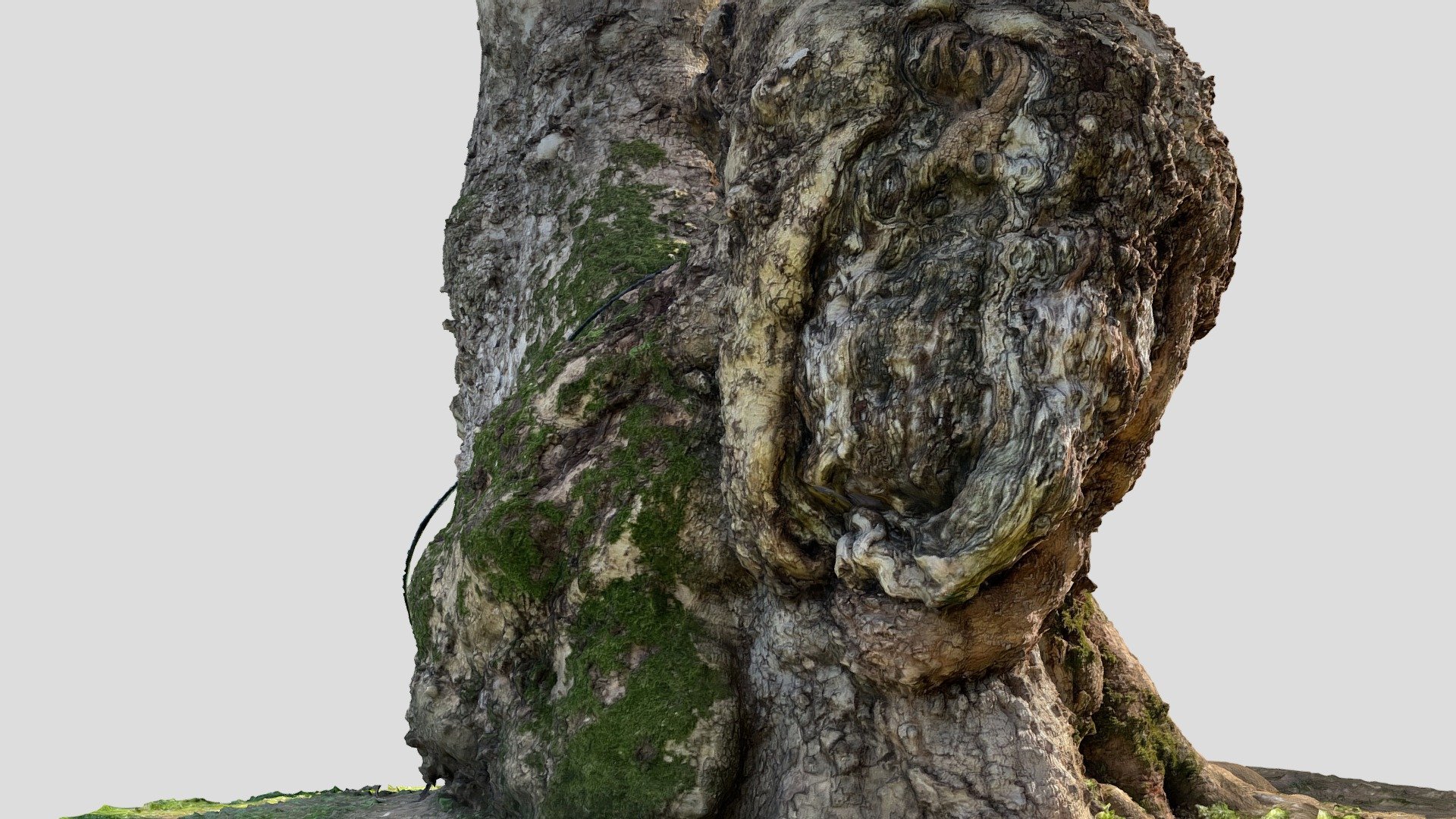 Mossy Big Plane Tree - Download Free 3D model by ScanLife [bc45a65 ...