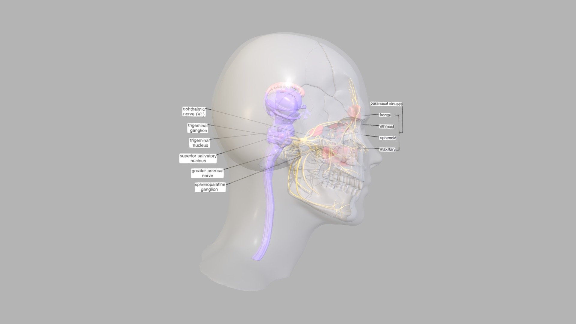 brain_nasal - 3D model by Aksana3D (@oksanapaint) [bc4b6e1] - Sketchfab