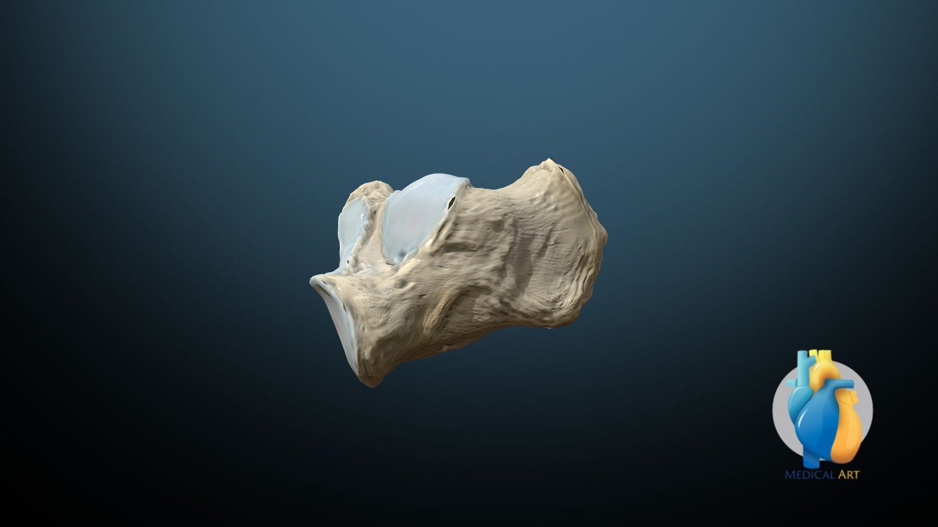 Calcaneus - Buy Royalty Free 3D model by Catherine Sulzmann (@csulzmann ...