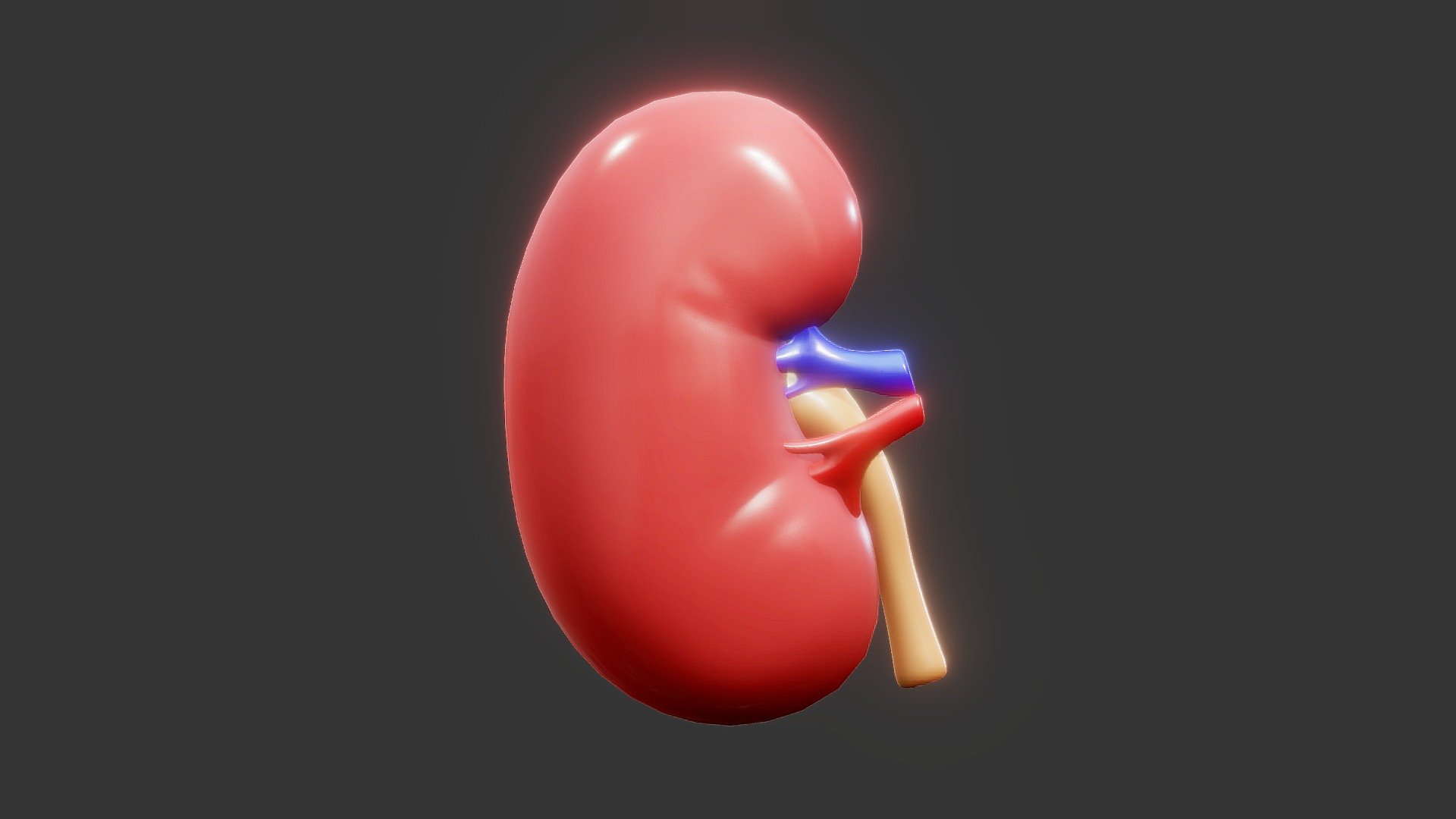 Human Kidney - Buy Royalty Free 3D model by zames1992 [bc4c44f] - Sketchfab Store