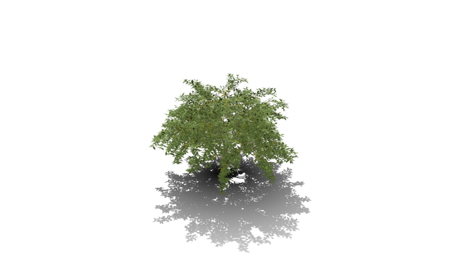 Realistic HD Golden dewberry (13/20) - Download Free 3D model by ...