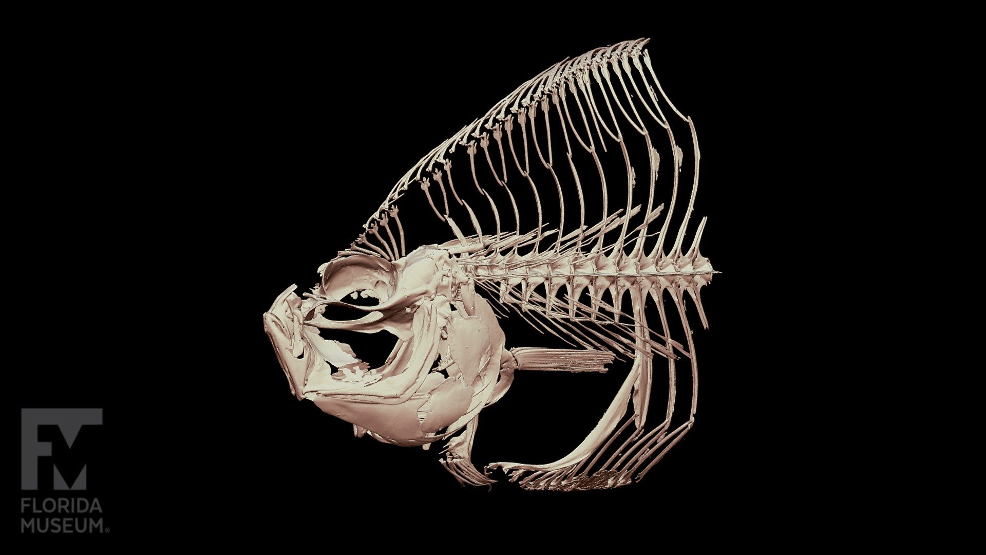 Deepwater flounder - 3D model by FloridaMuseum [bc58fc7] - Sketchfab