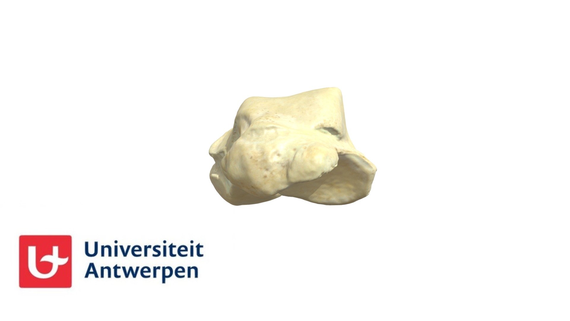 Os Talus R Annotaties 3d Model By Universiteit Antwerpen