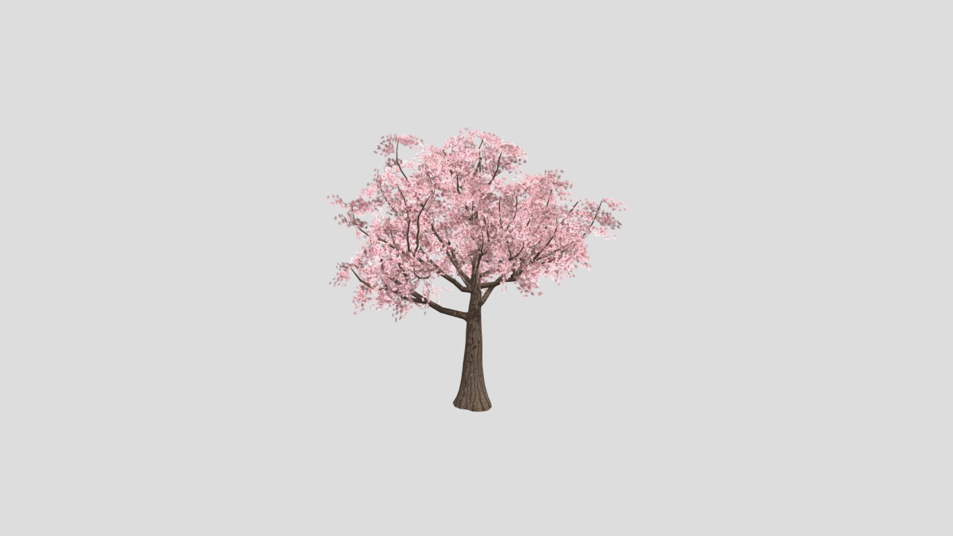 Sakura-tree-01-low-poly-model - 3D model by rohitshankpal21 [bc6cf29 ...