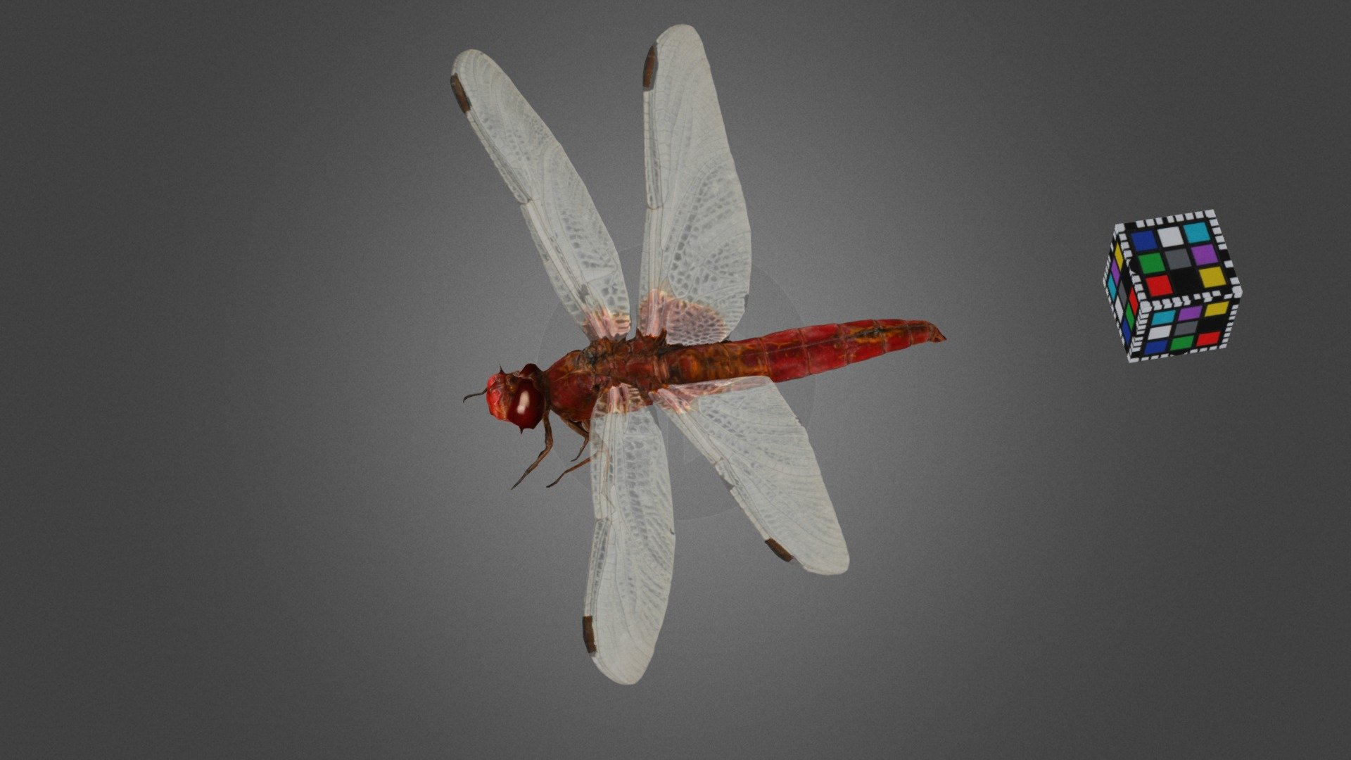 CC0 ショウジョウトンボ ♂ Scarlet Skimmer - Download Free 3D model by ffish.asia ...