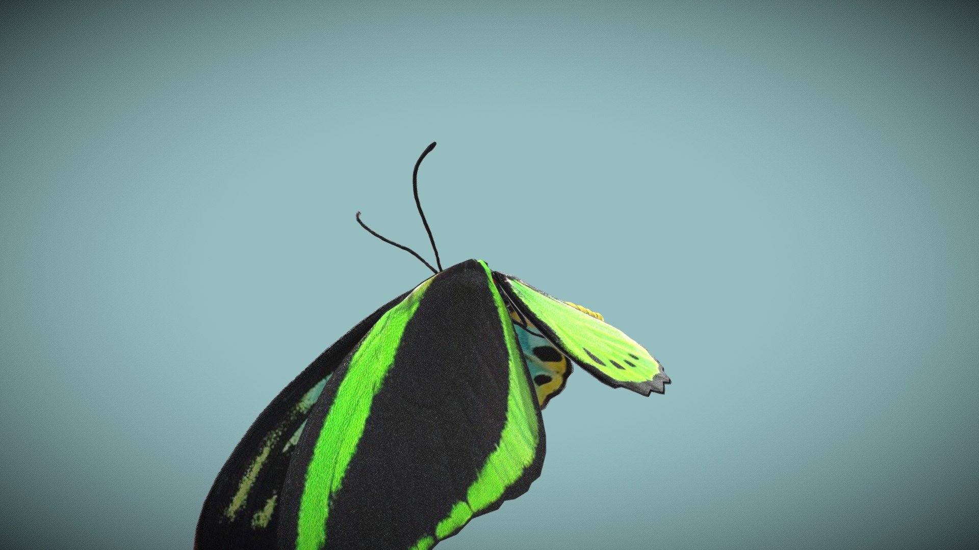 Animate2-edits3 - Download Free 3D model by zandos [bc800be] - Sketchfab