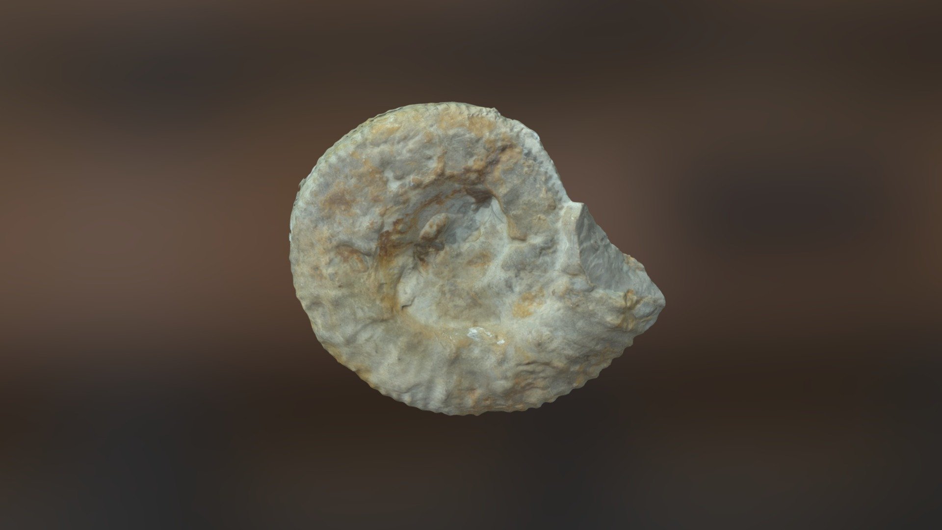 Ammonoidea 1 500k - 3D model by paul_luap [bc82112] - Sketchfab