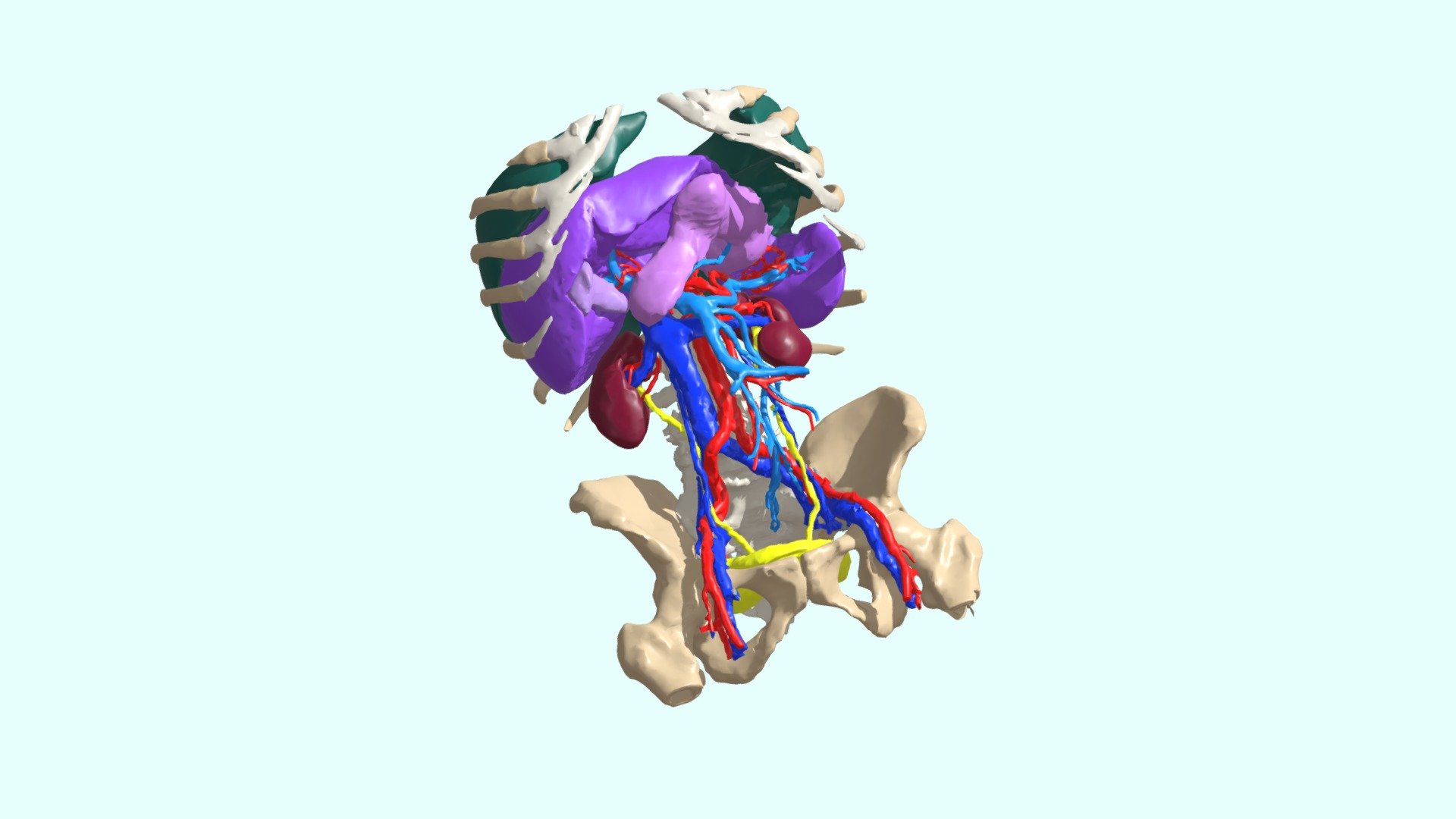 CT Scan human abdominal anatomy reconstruction - 3D model by Federico ...
