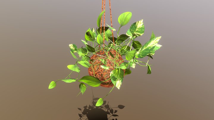 Epipremnum-aureum 3D models - Sketchfab