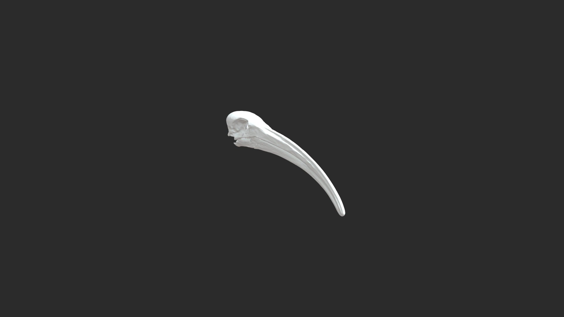 Sacred Ibis Skull - Download Free 3D model by Fire & Bone (@fireandbone ...