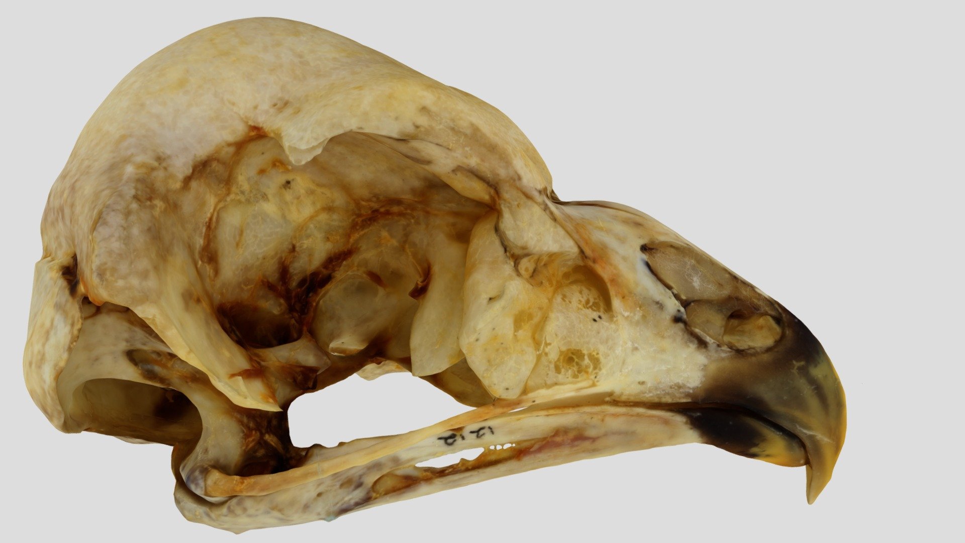 UWYMV:Bird:1212, Strix nebulosa, Skull - Download Free 3D model by ...