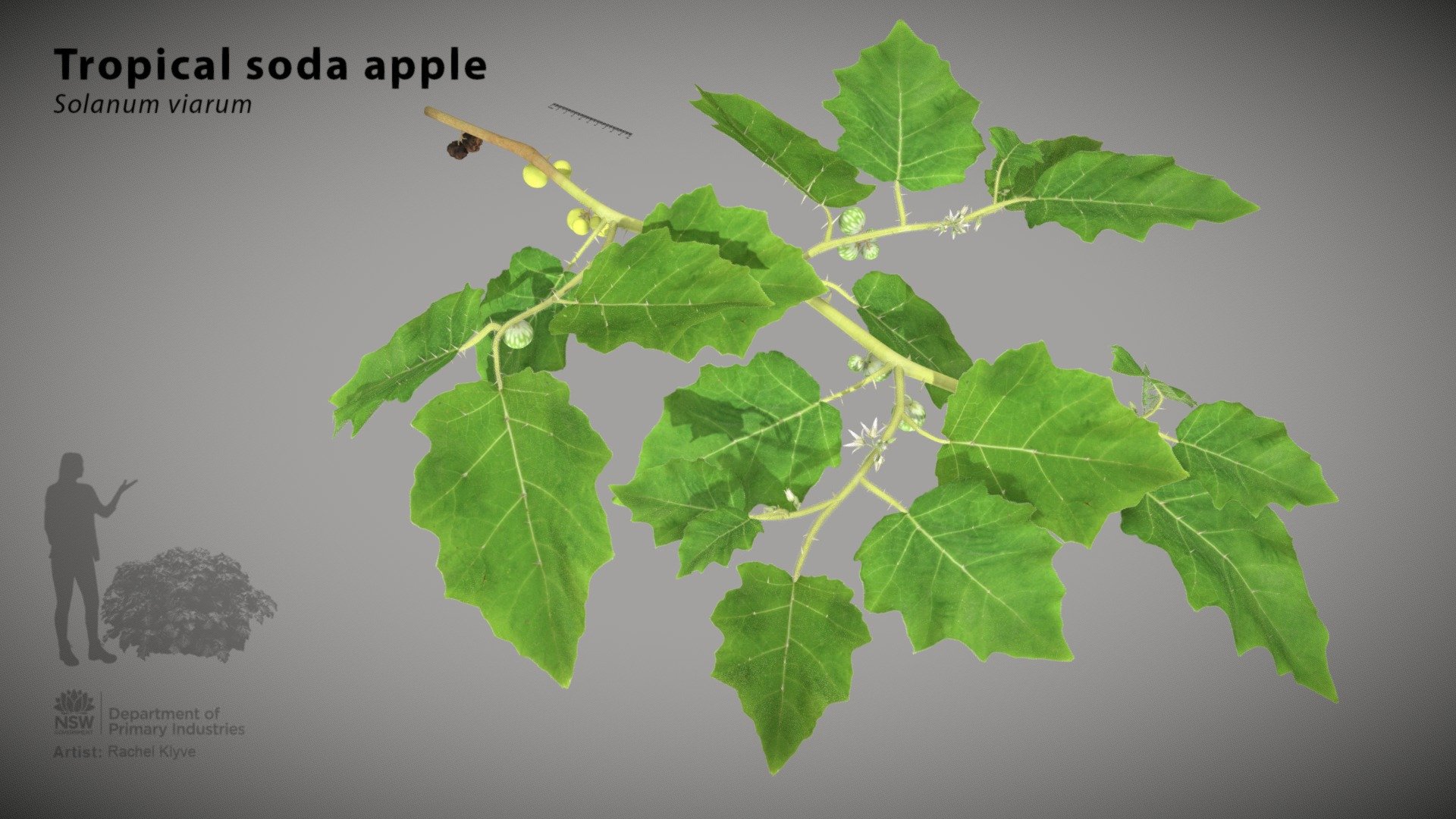 Tropical soda apple (Solanum viarum) - 3D model by NSW DPIRD (@dpicomms ...