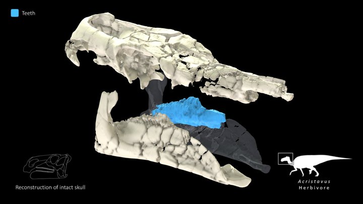 Acristavus 3D models - Sketchfab