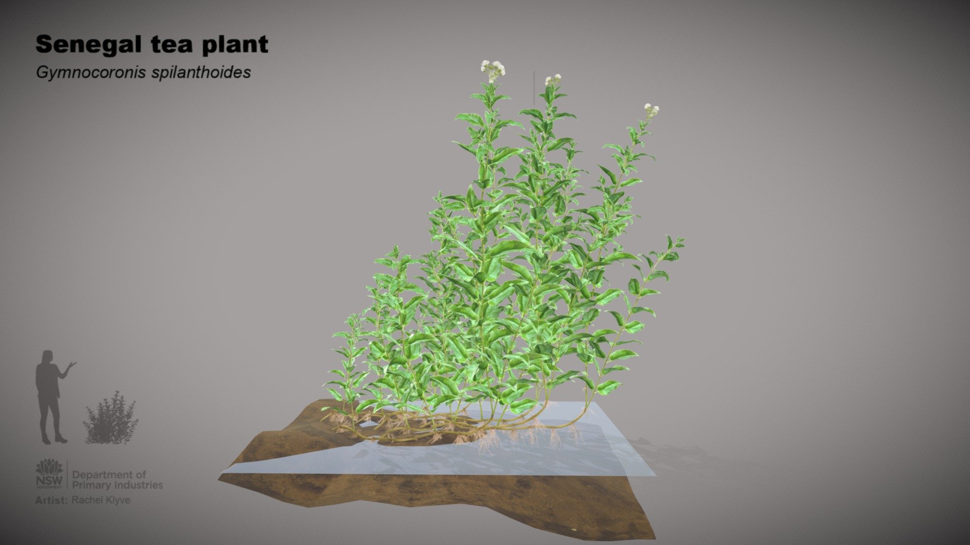Senegal tea plant (Gymnocoronis spilanthoides) - 3D model by NSW DPIRD ...