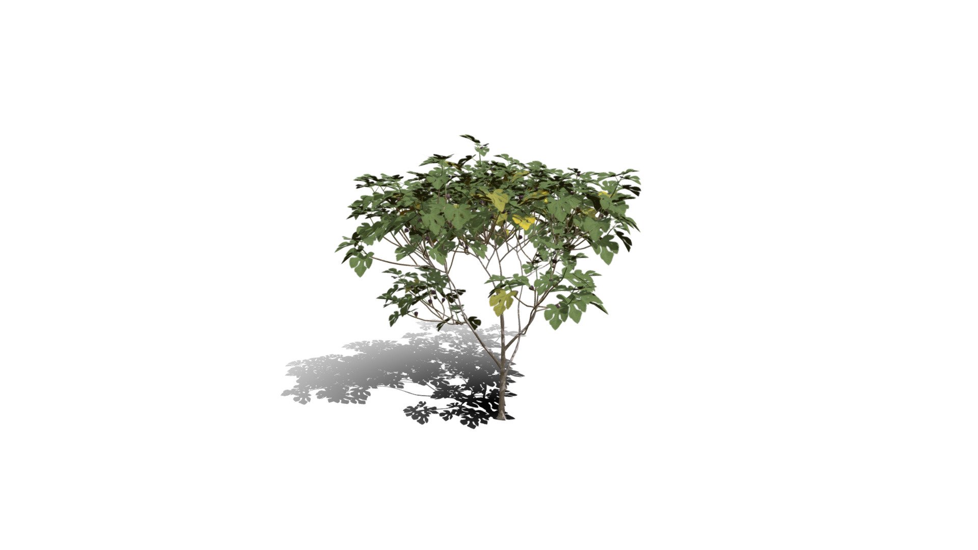Realistic HD Common fig tree (11/30) - Download Free 3D model by ...