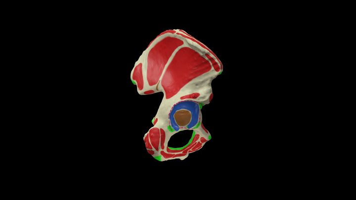 Iliac 3D models - Sketchfab
