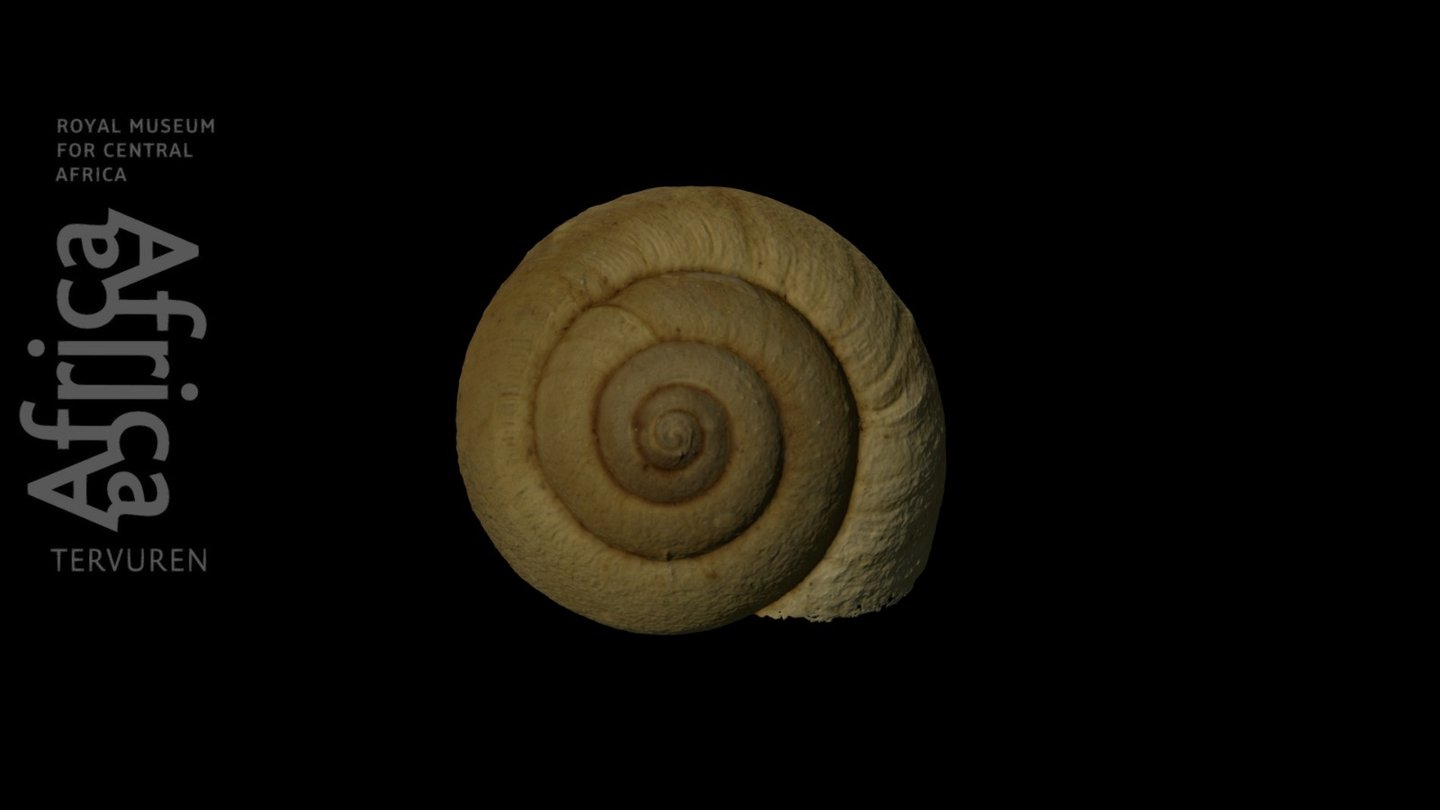 Gulella kulalensis - 3D model by Royal Museum for Central Africa ...