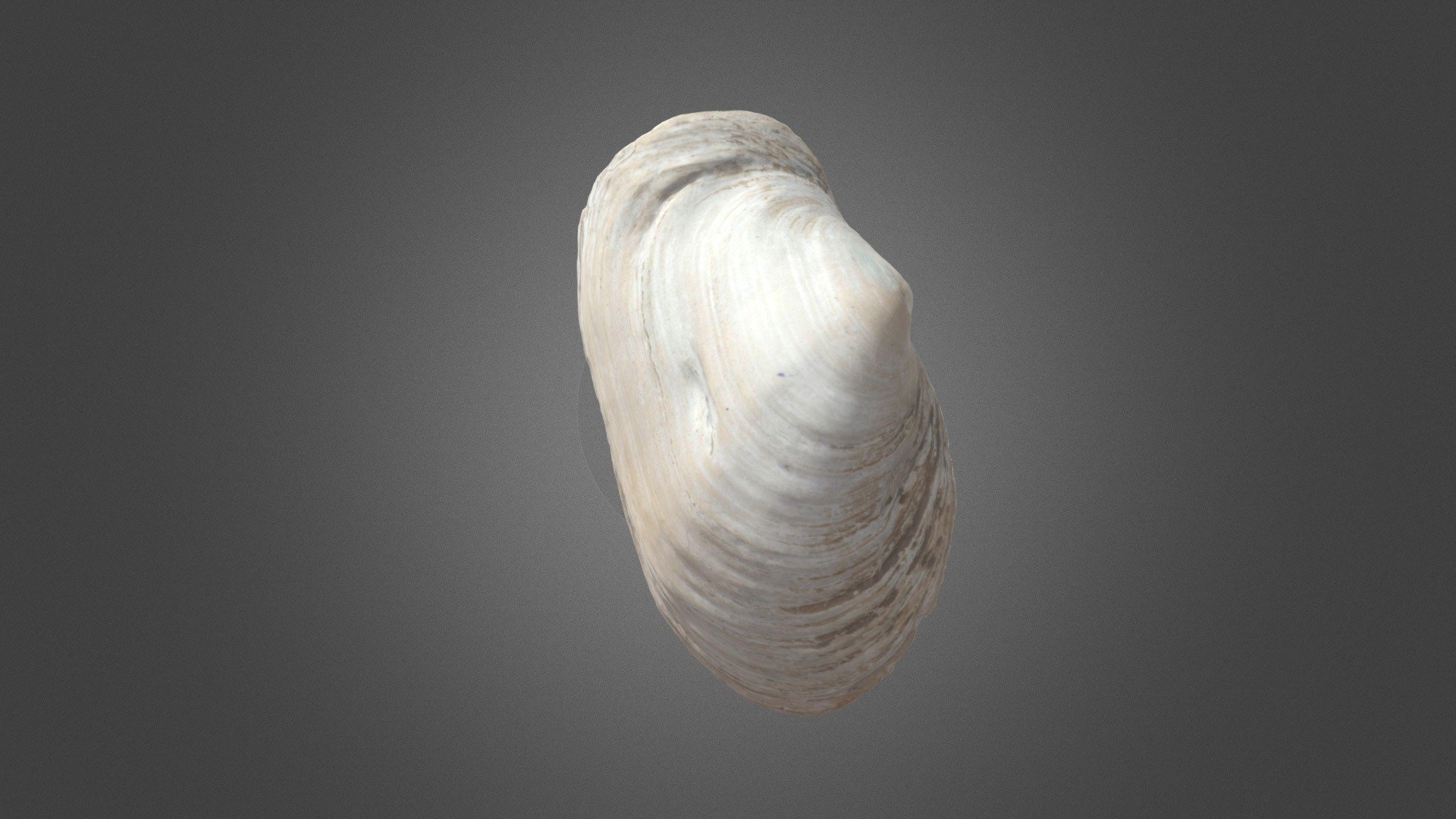 Shell 1 - 3D model by Karsten Damerau (@passion3d) [bcd1208] - Sketchfab