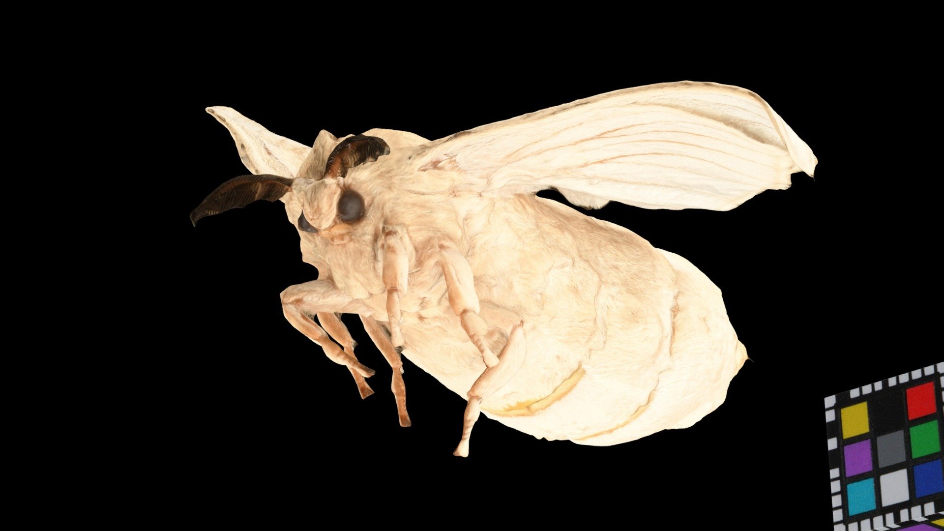 CC0 カイコガ 🦋 ♀ Silk Moth, Bombyx mori - Download Free 3D model by ffish ...