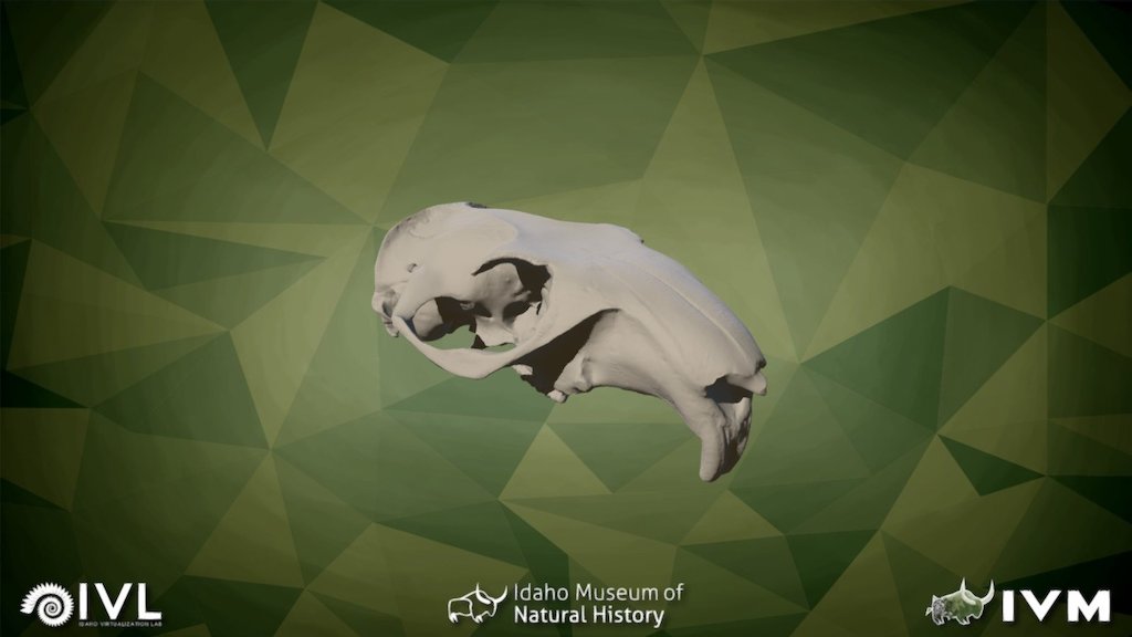 IMNH R-753 Muskrat Cranium - Download Free 3D model by Idaho ...