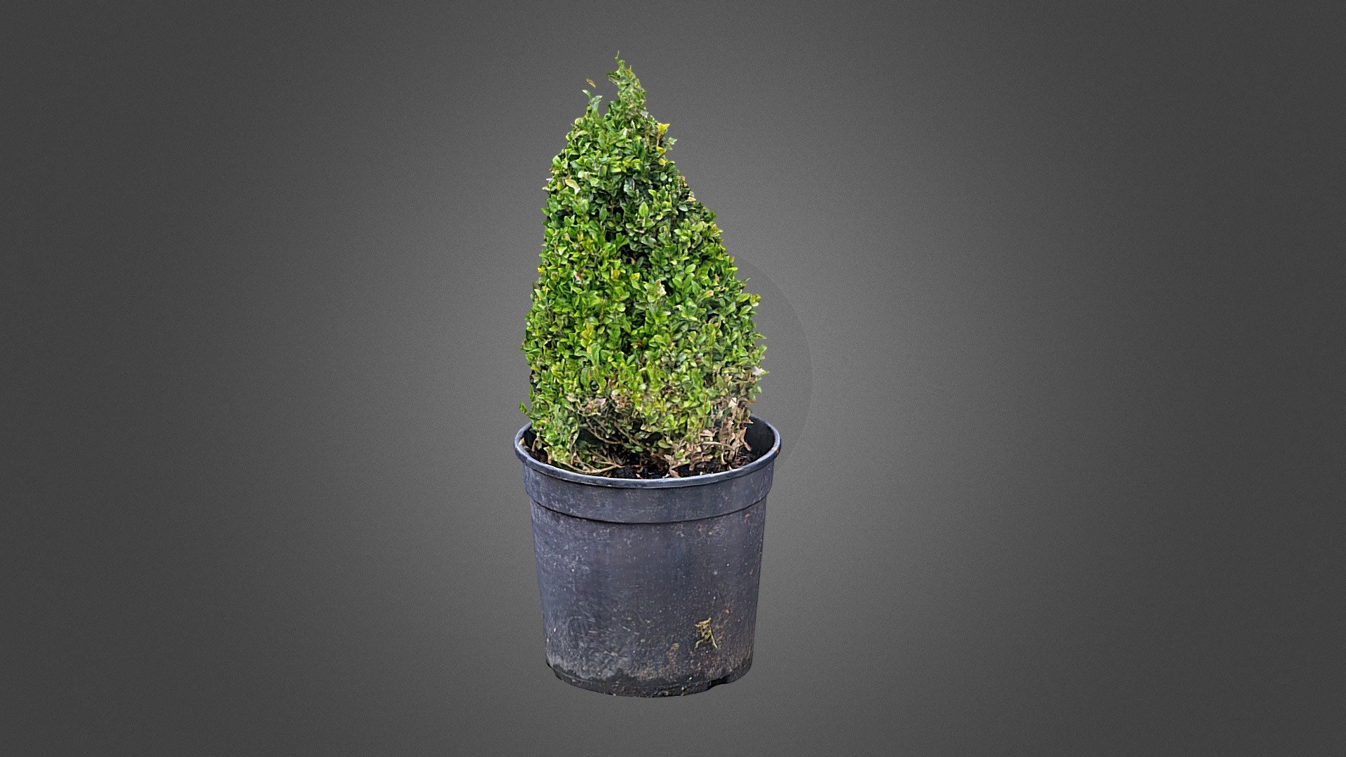 Photogrammetry Topiary Buxus plant in a pot - Buy Royalty Free 3D model ...