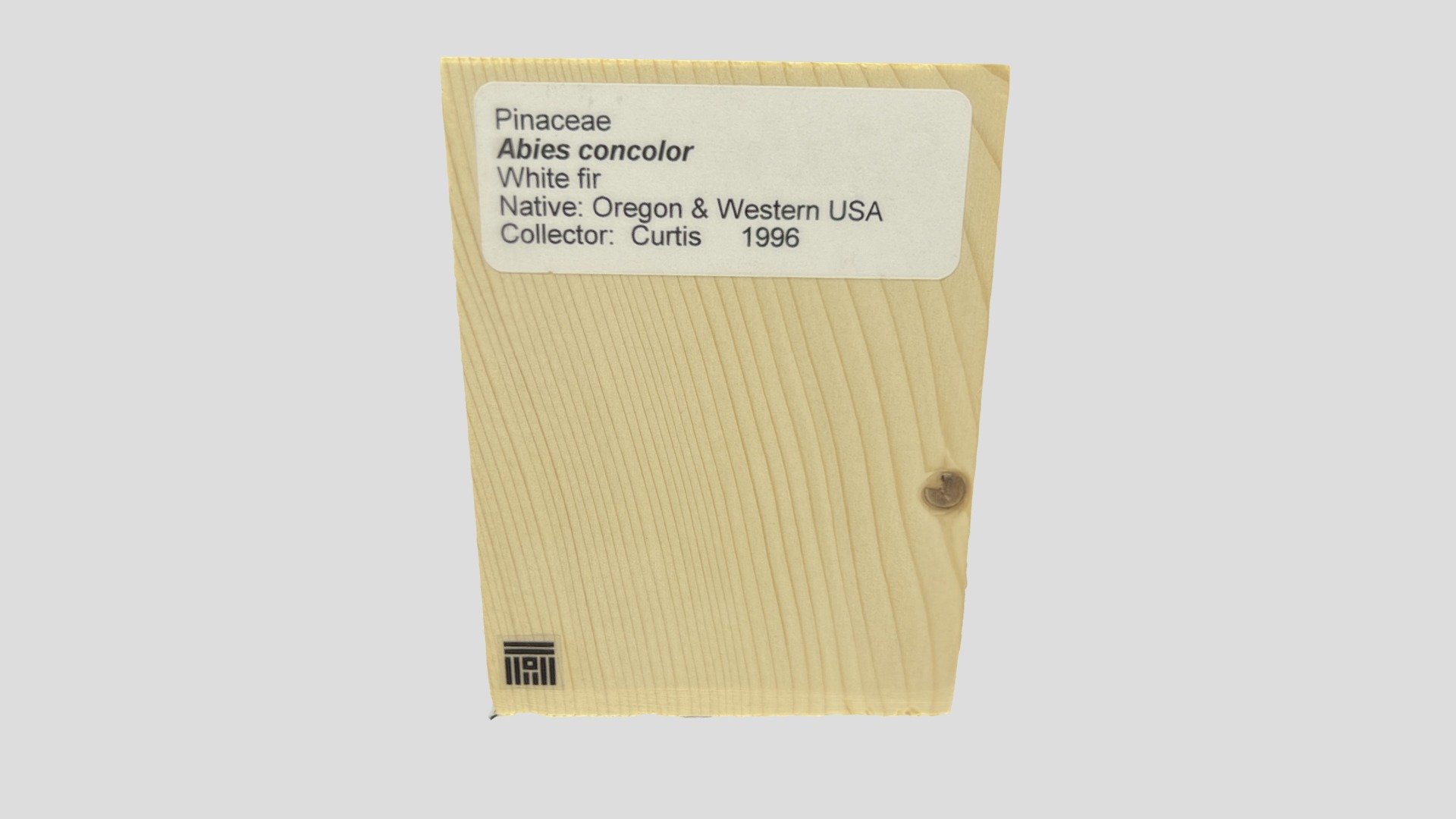 A139.Abies_Concolor - Download Free 3D model by costinrv [bce10d3 ...