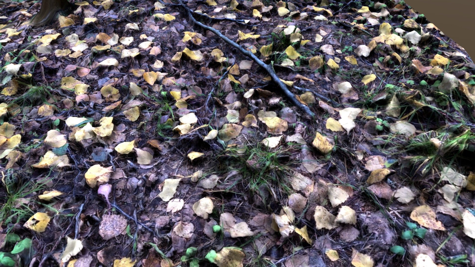 Forest ground covered with yellow leaves scan - Download Free 3D model ...