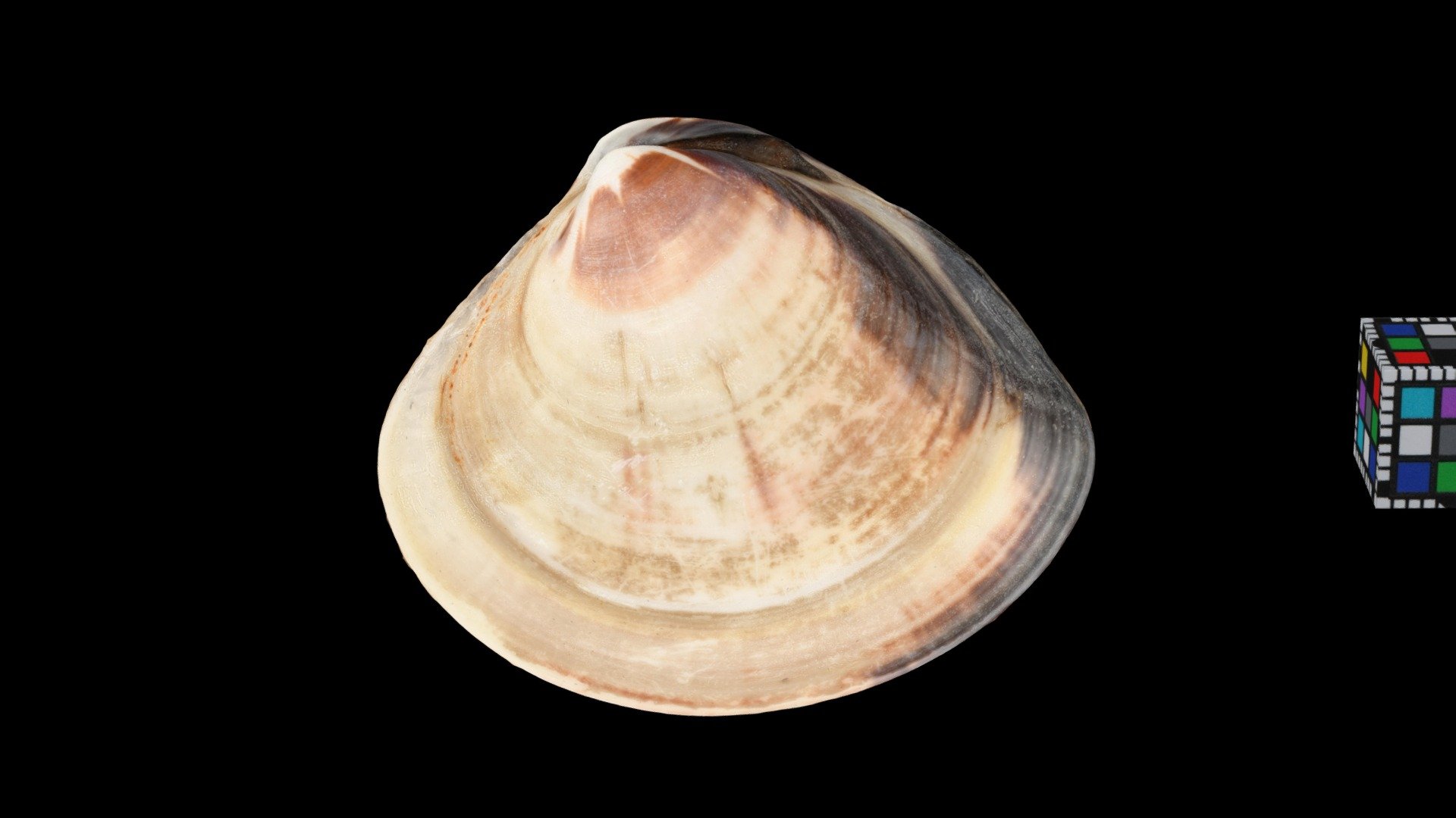 シナハマグリ Hard Clam, Meretrix petechialis - 3D model by ffish.asia ...