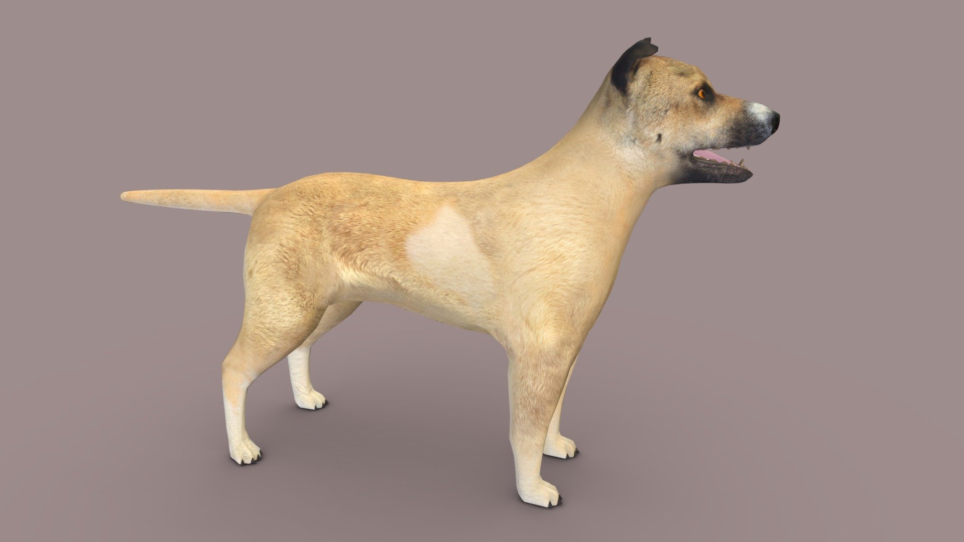 Dog - 3D model by Gurkha [bceadea] - Sketchfab