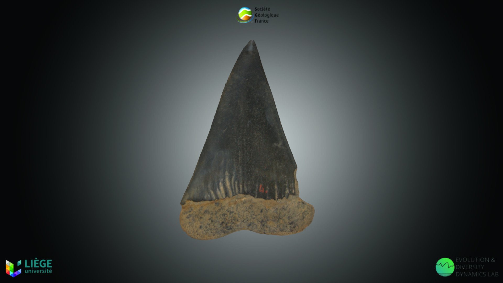Chondrichtyen - Isurus hastalis - Download Free 3D model by Société Géologique de France ...