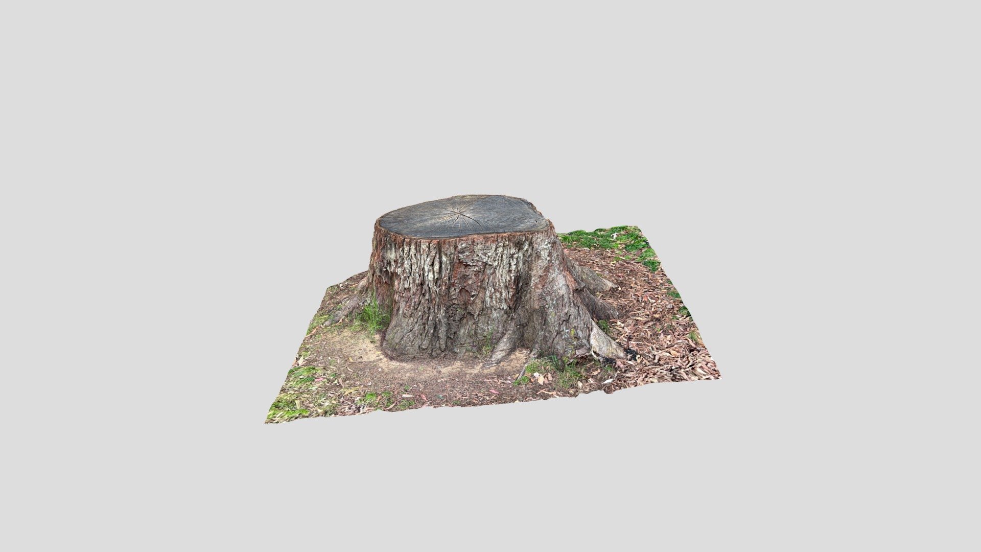 Cornwall Park Tree Stump - Download Free 3D model by Andrei ...
