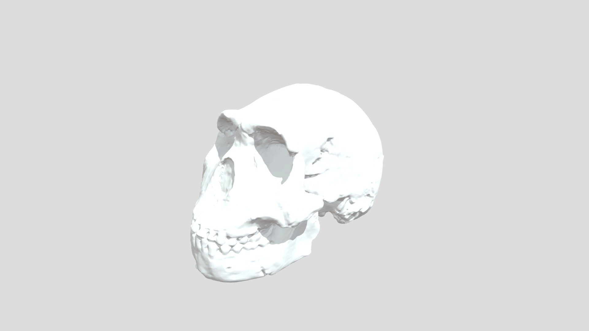 Homo Naledi Skull - 3D model by iceyhardrada [bcf09a5] - Sketchfab