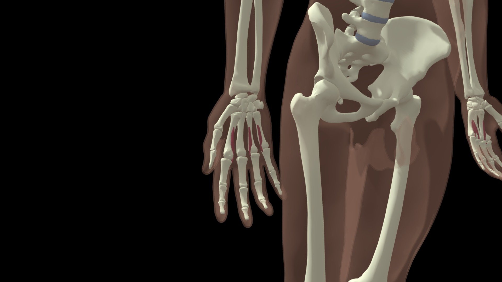 Palmar Interossei - Download Free 3D model by UMich Anatomy (@anatomary ...