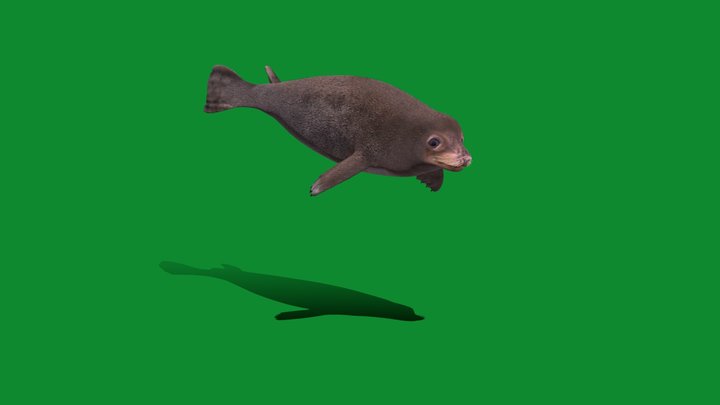 Seals 3D models - Sketchfab