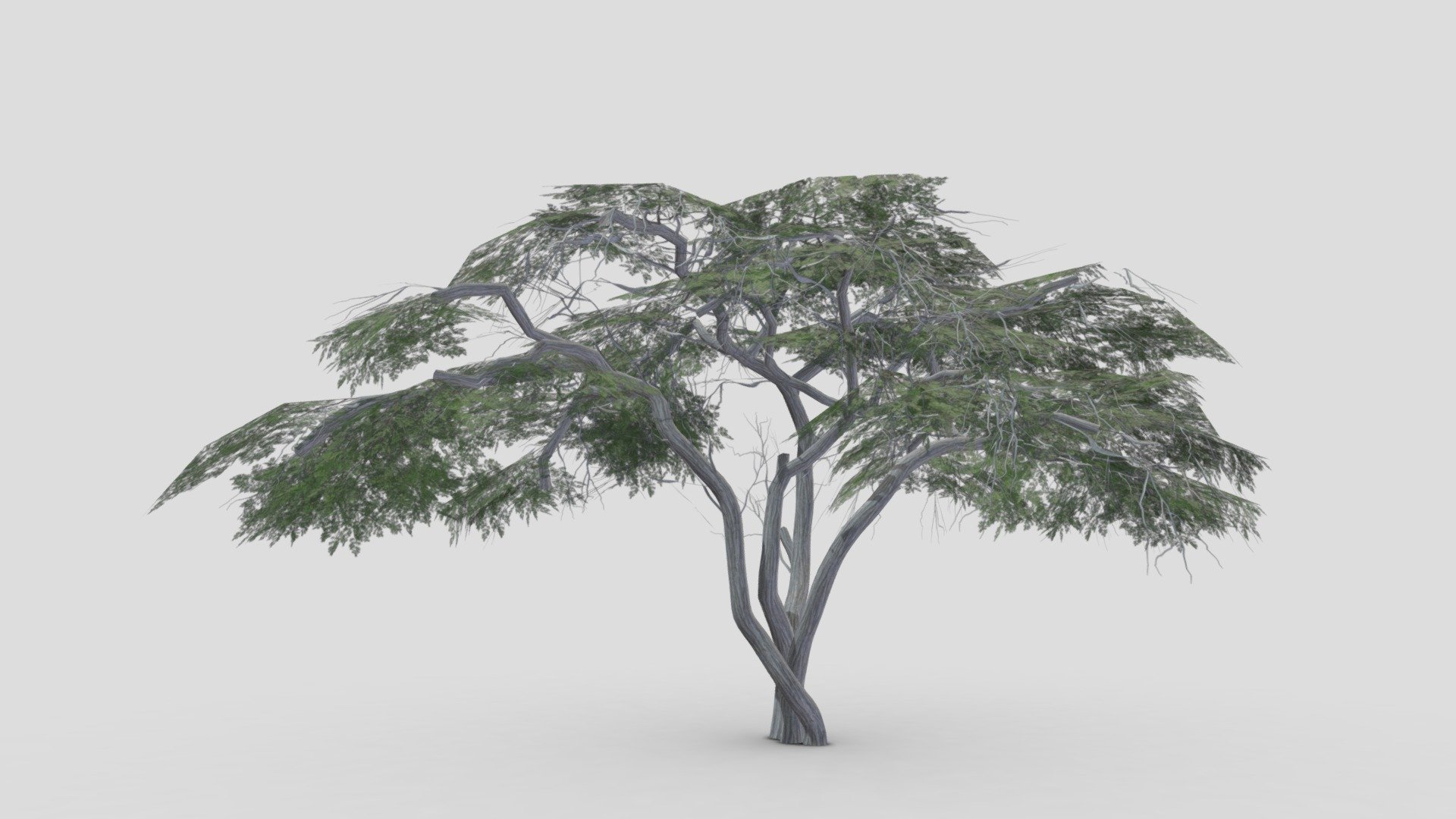 Acacia Tree-S18 - Buy Royalty Free 3D model by ASMA3D [bd03baf ...