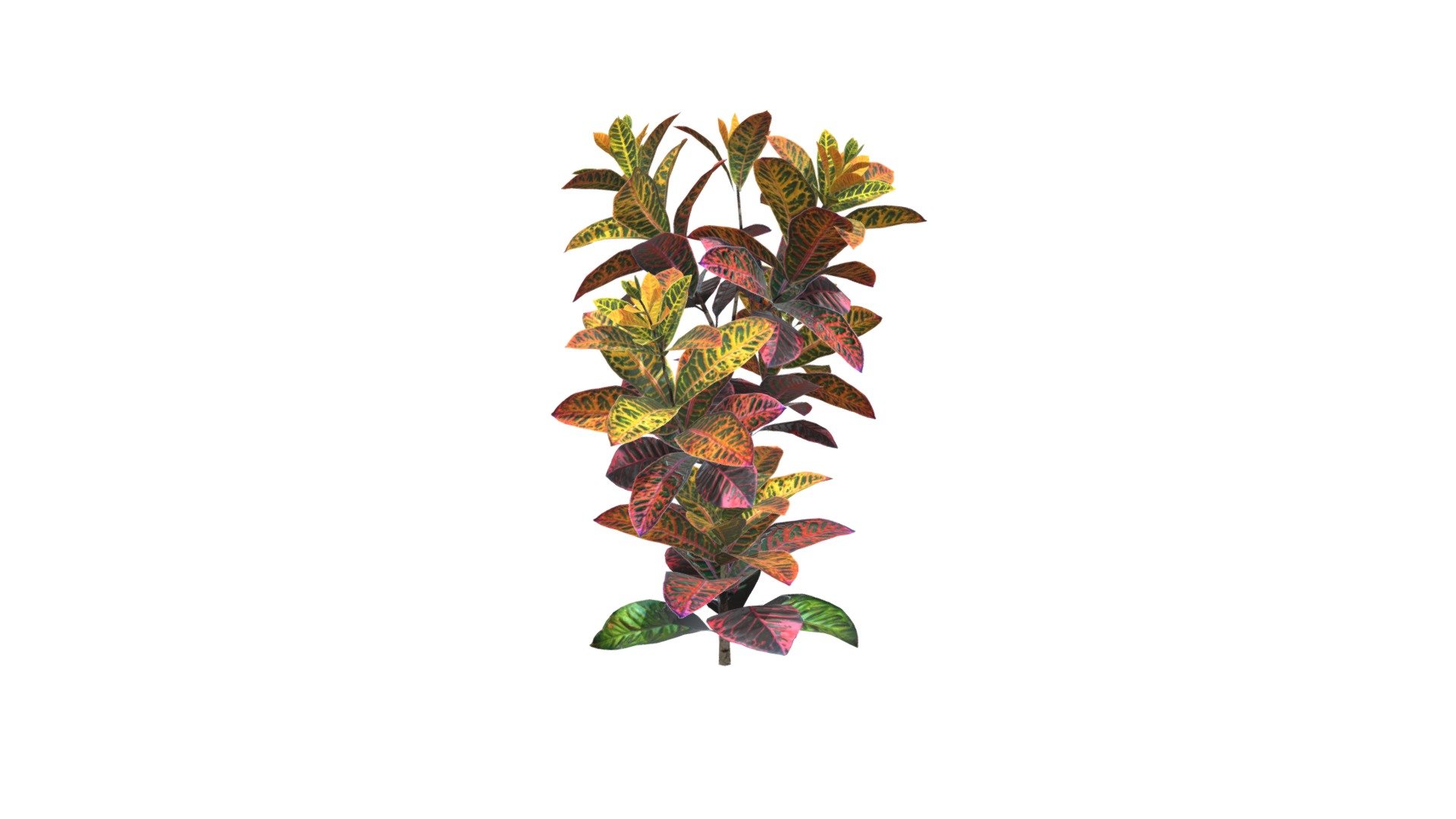 Purple Croton Super California - Buy Royalty Free 3D model by hkhalif ...