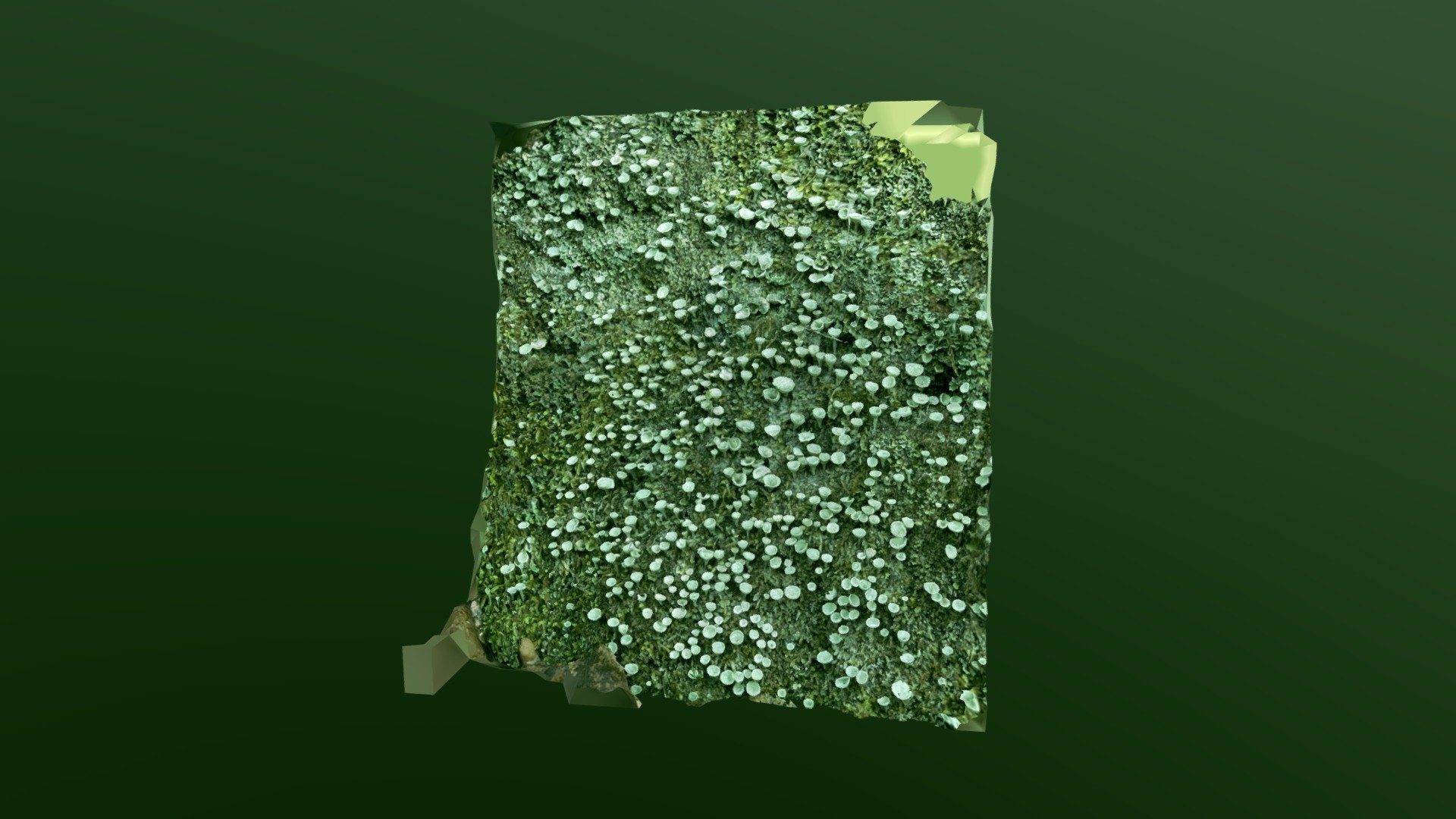 tiny lichen - Download Free 3D model by manucpr [bd082eb] - Sketchfab