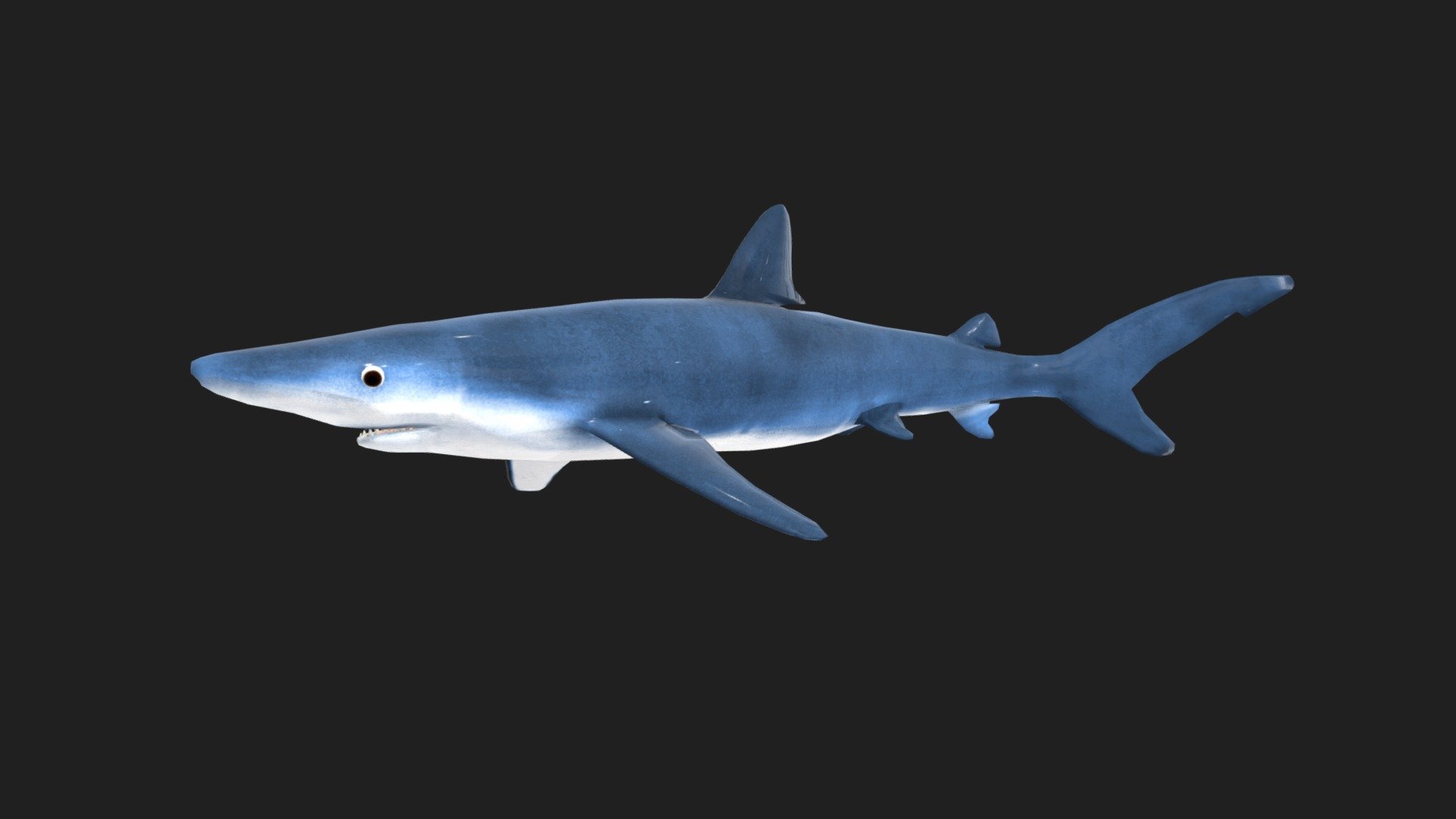 Blue Shark - 3D model by josluat91 [bd0b1c2] - Sketchfab